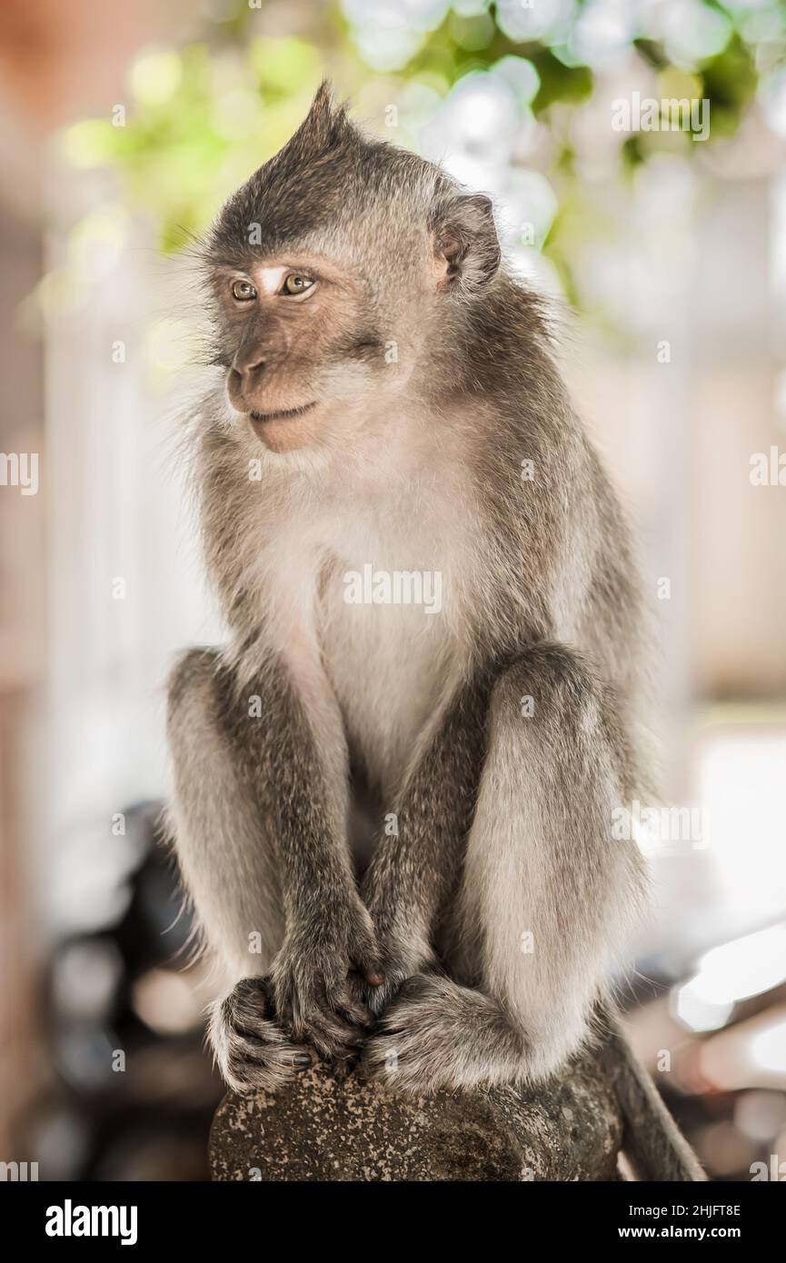 Portrait of long tailed macaque monkeys at sacred monkey forest. Ubud ...