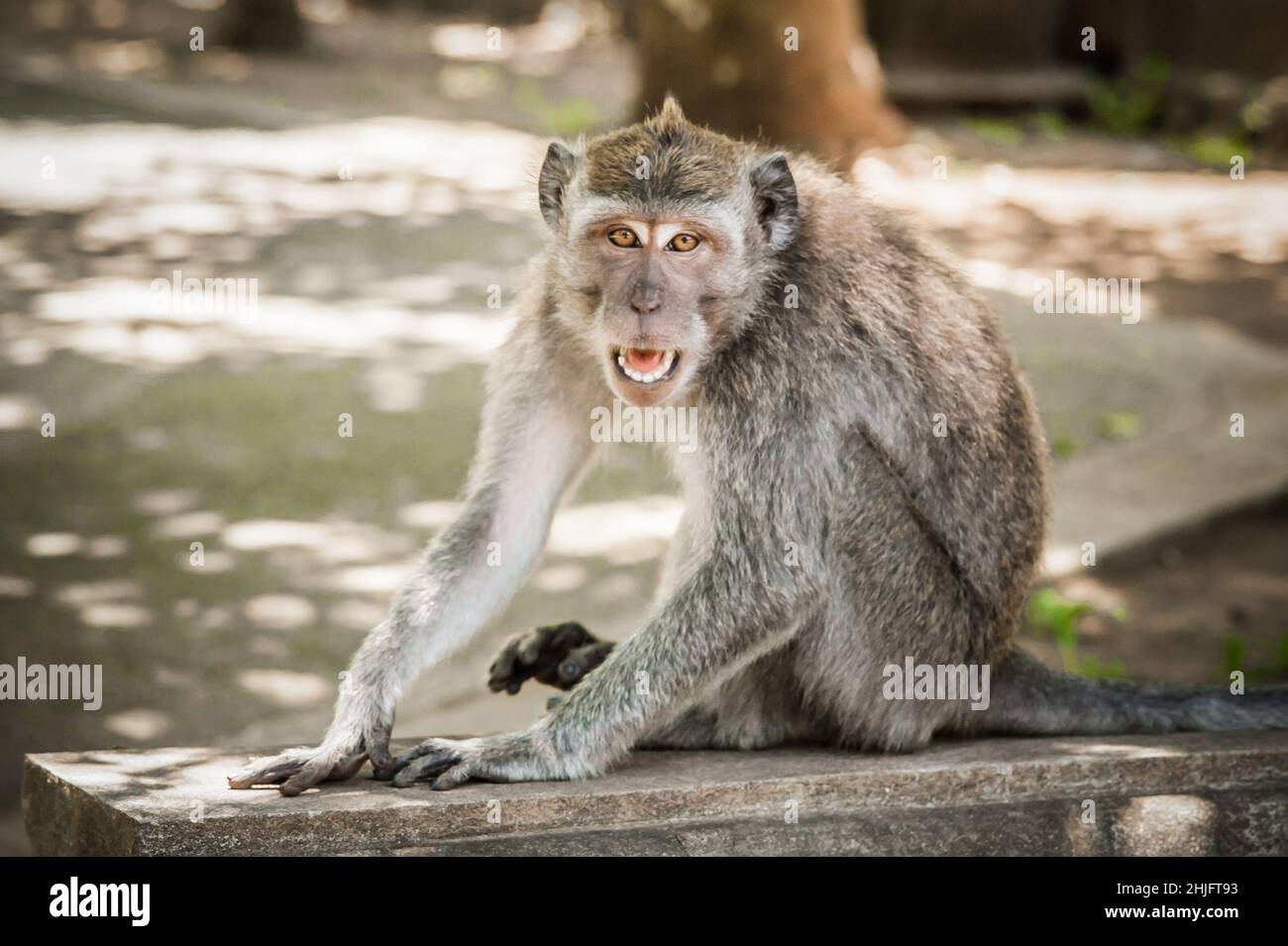 Screaming monkey. Face of wild animal showing its fangs. Macaque monkey ...