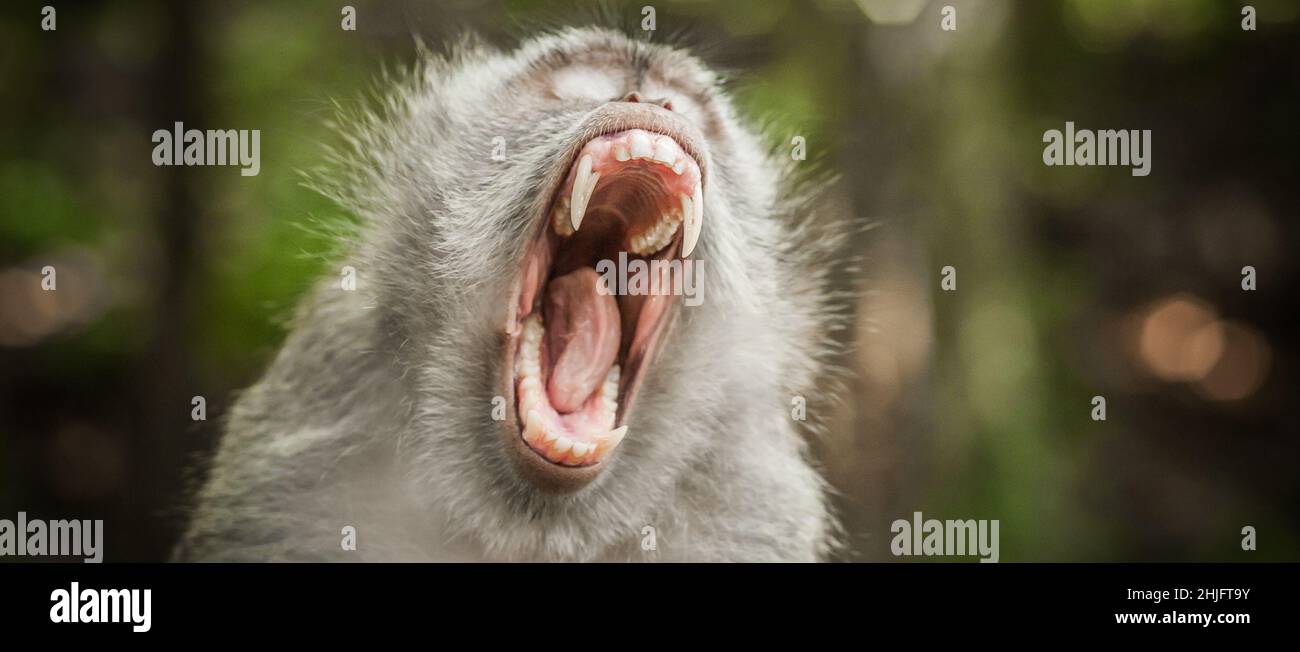 Screaming monkey. Face of wild animal showing its fangs. Macaque monkey at Sacred monkey forest ...