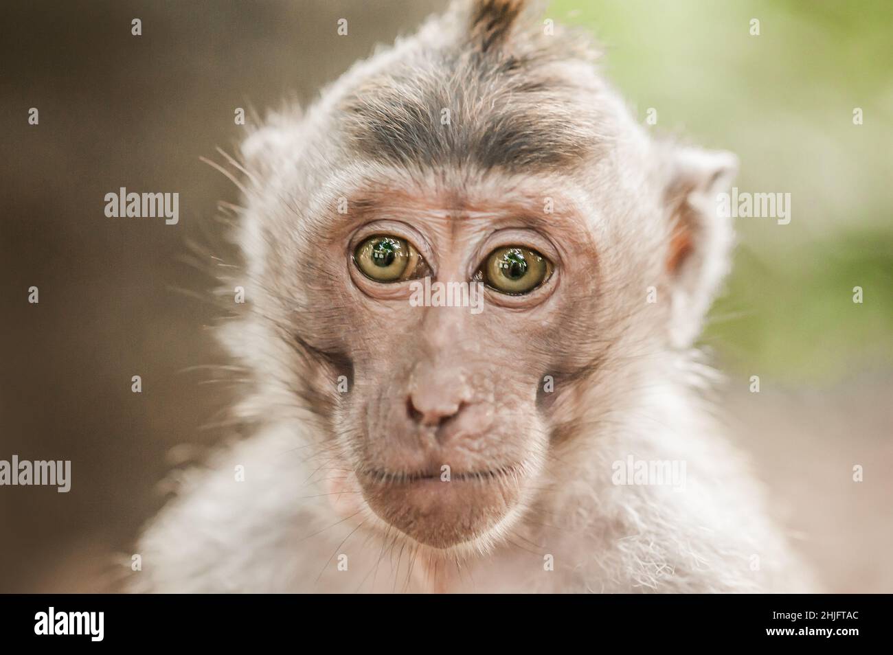 Young Balinese long tailed macaque monkeys at the Sacred Monkey Forest ...