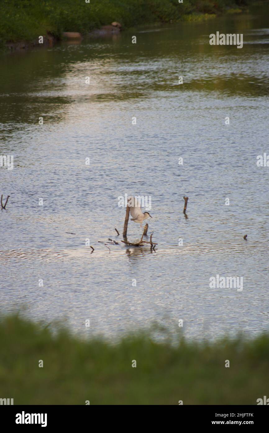 Bird on water Stock Photo - Alamy