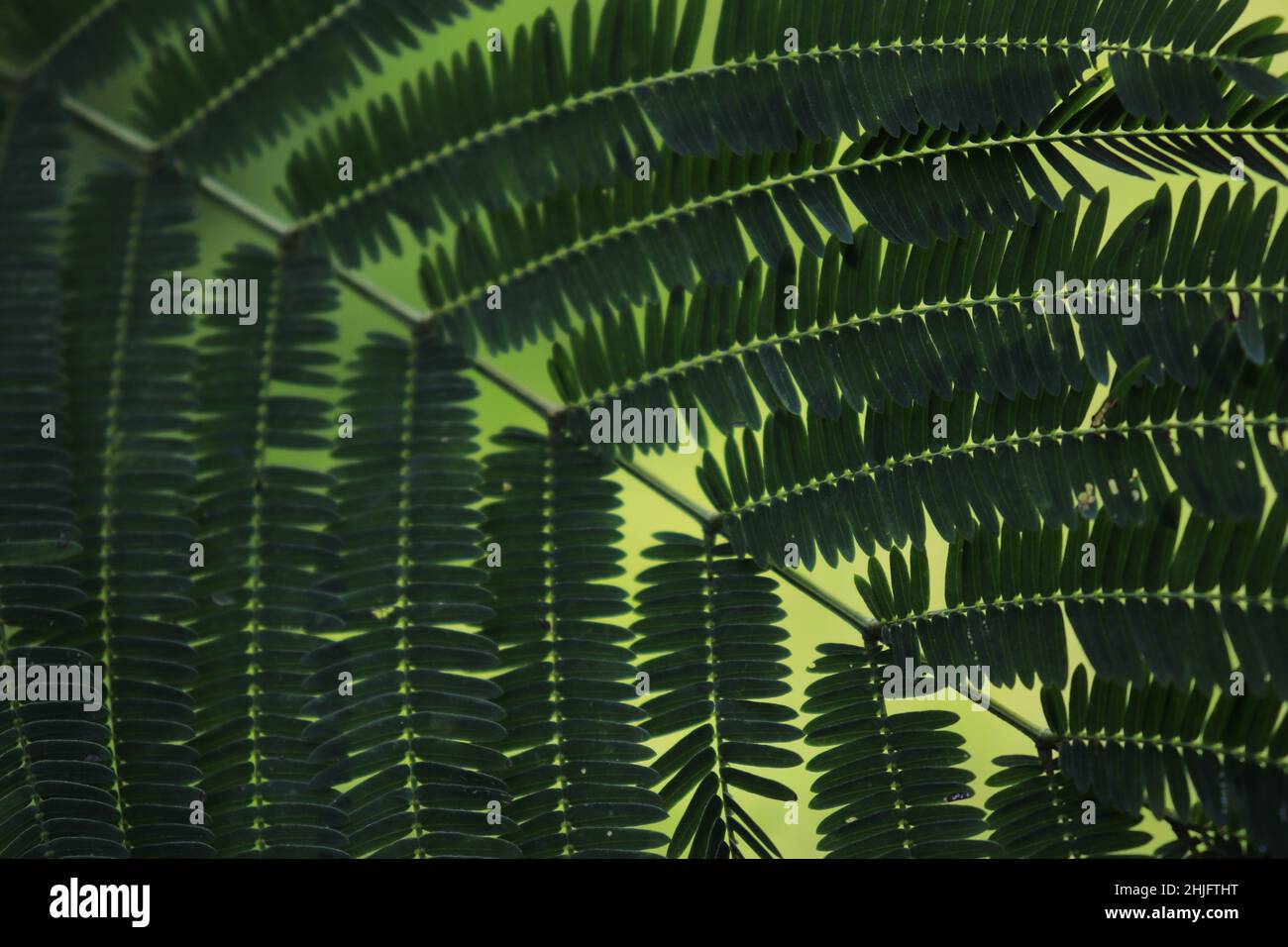 abstract background. arrangement of lined leaves Stock Photo - Alamy