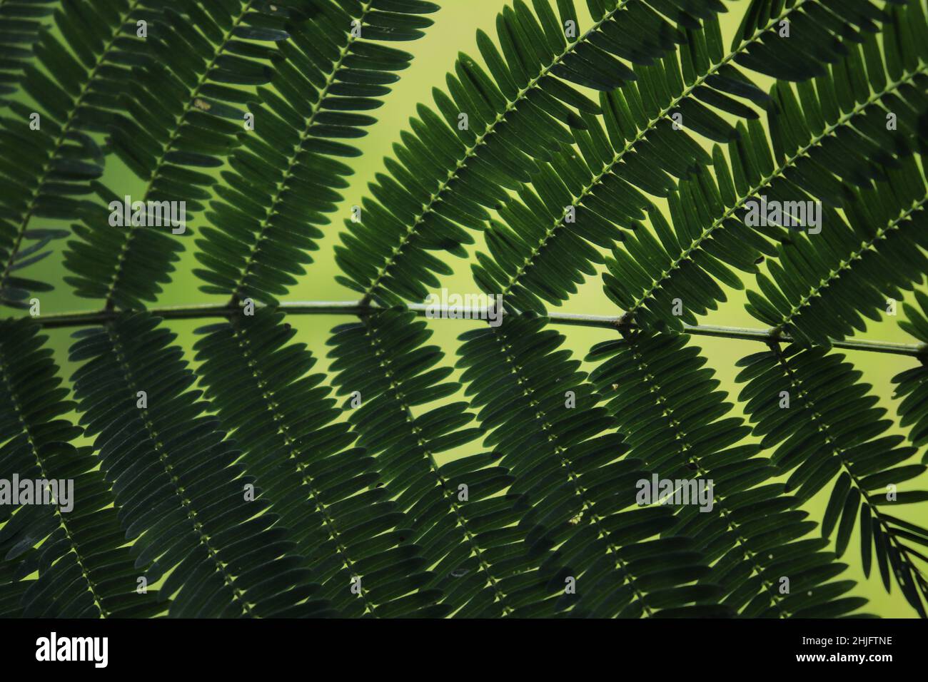 Compound leaf arrangement hi-res stock photography and images - Alamy