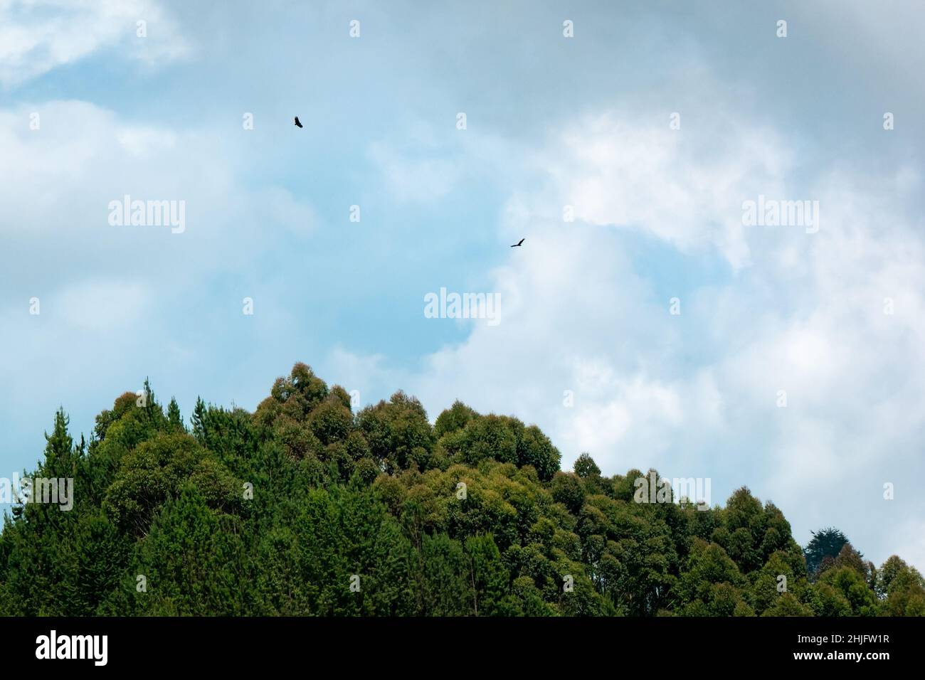 Birds Flying Above the Trees in a Cloudy Sky Stock Photo - Alamy
