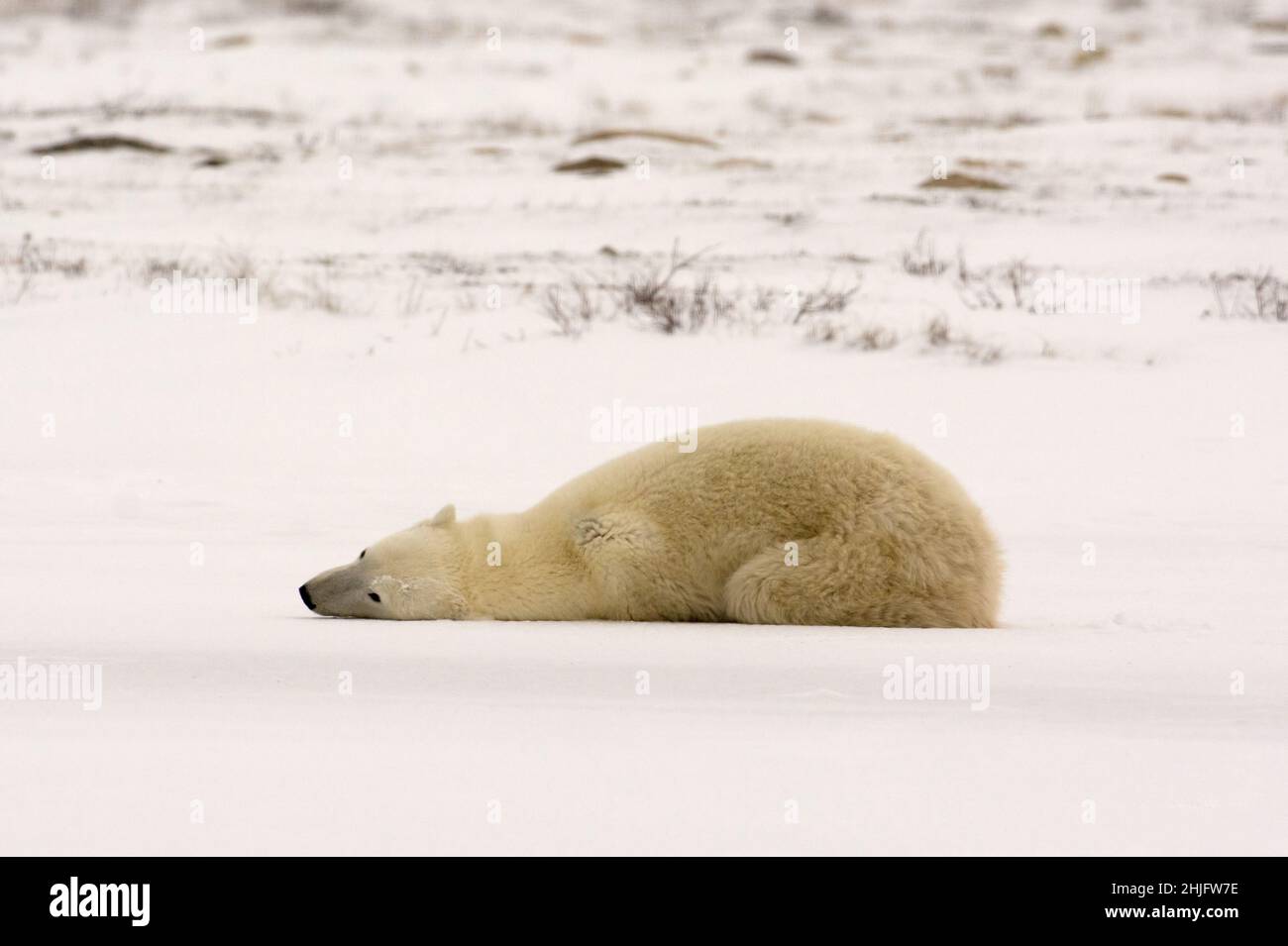 female polar bear laying down on snow covered ice near Churchill ...
