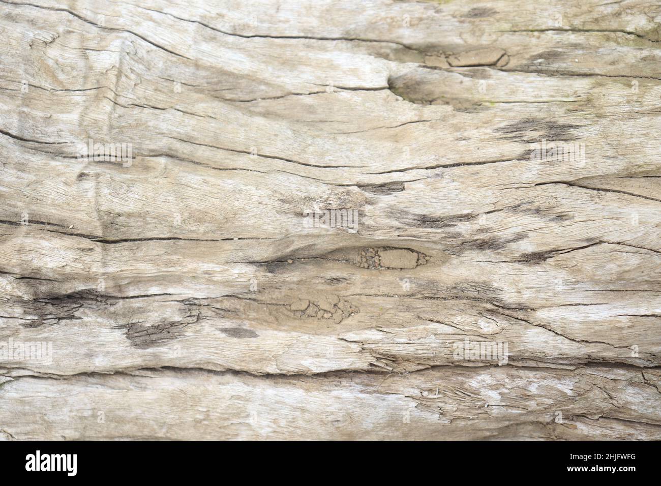 abstrack background. fibrous wood texture Stock Photo - Alamy