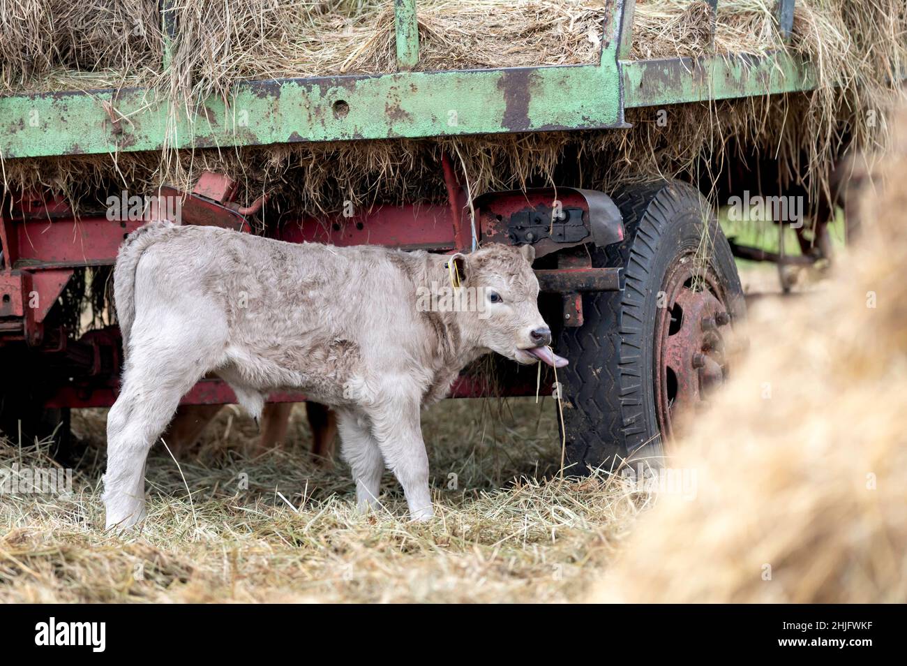 Calf food hi-res stock photography and images - Alamy