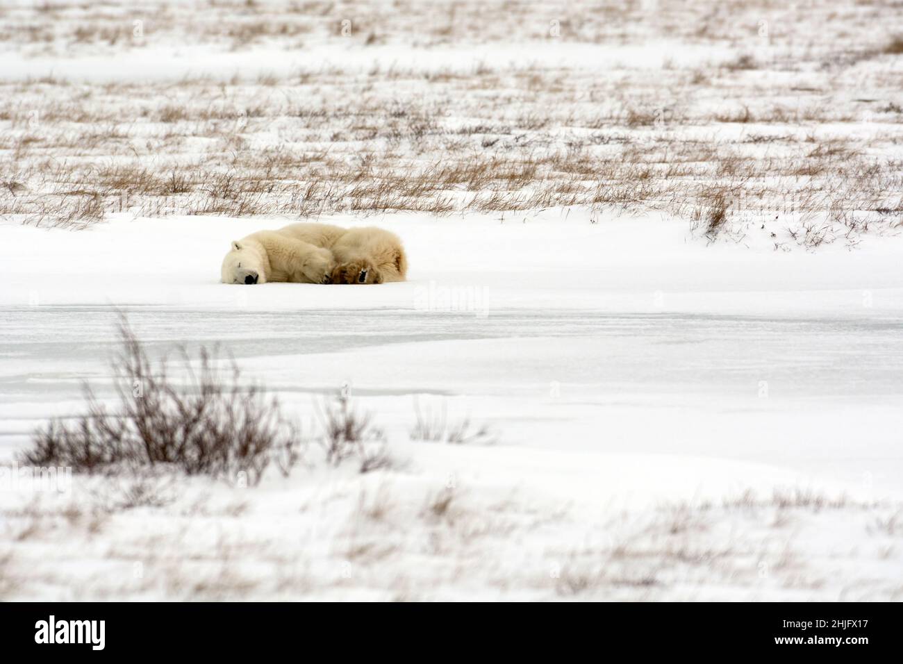 Bear laying down hi-res stock photography and images - Alamy