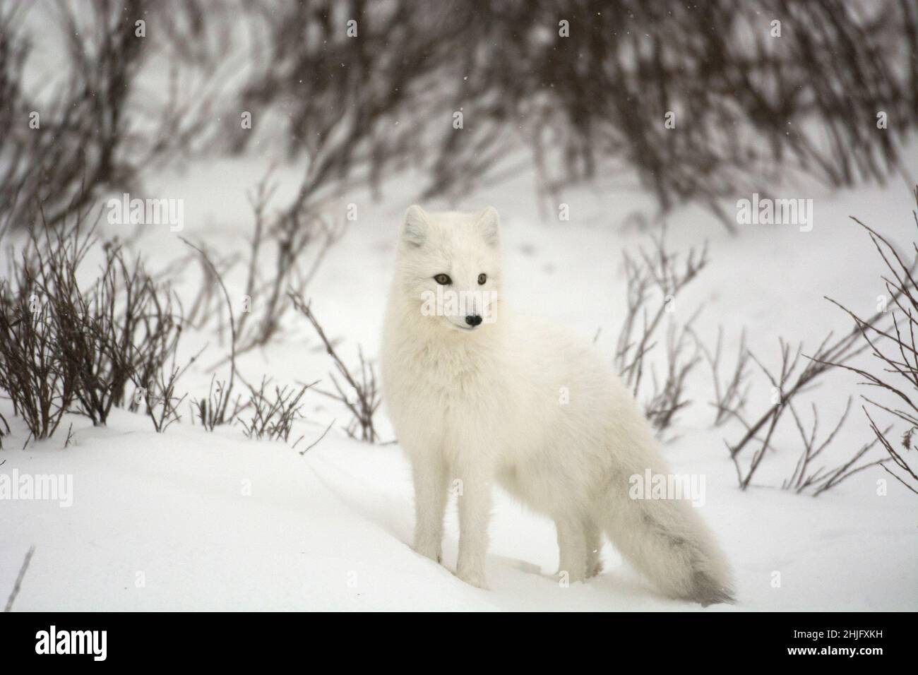 An arctic fox running and digging in the snow covered ground during an ...