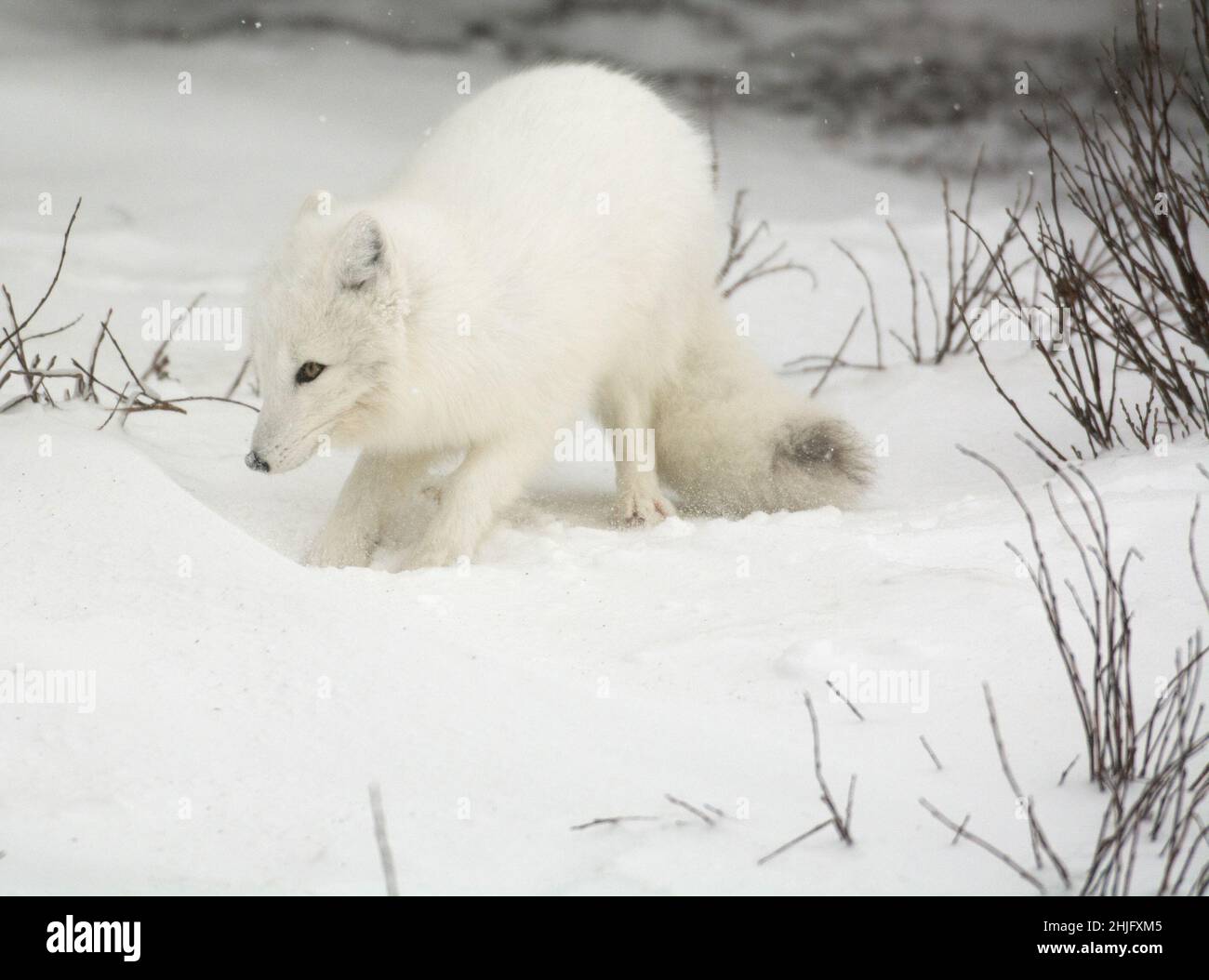 An arctic fox running and digging in the snow covered ground during an ...