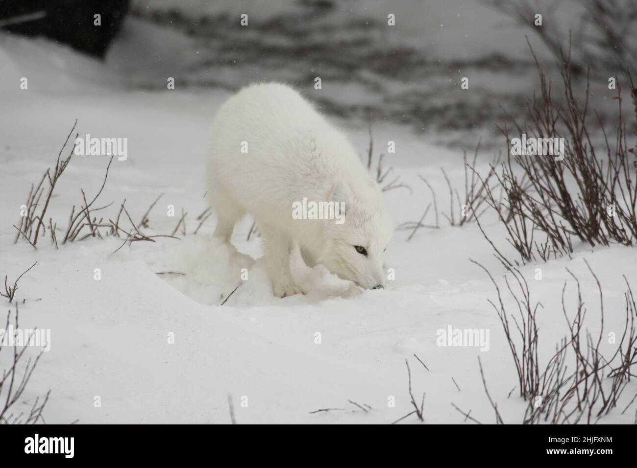 An arctic fox running and digging in the snow covered ground during an ...