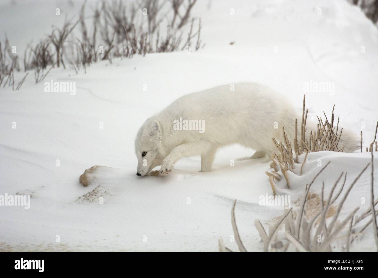 An arctic fox running and digging in the snow covered ground during an ...