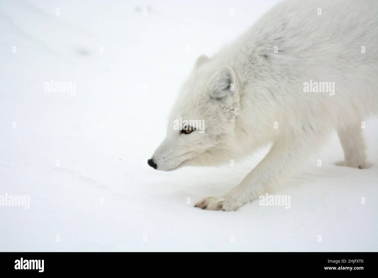An arctic fox running and digging in the snow covered ground during an ...