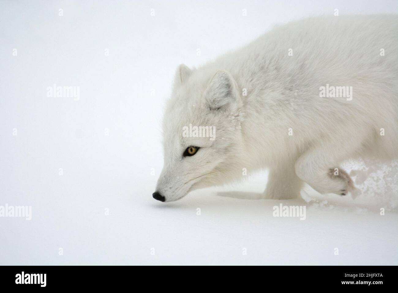 An arctic fox running and digging in the snow covered ground during an ...
