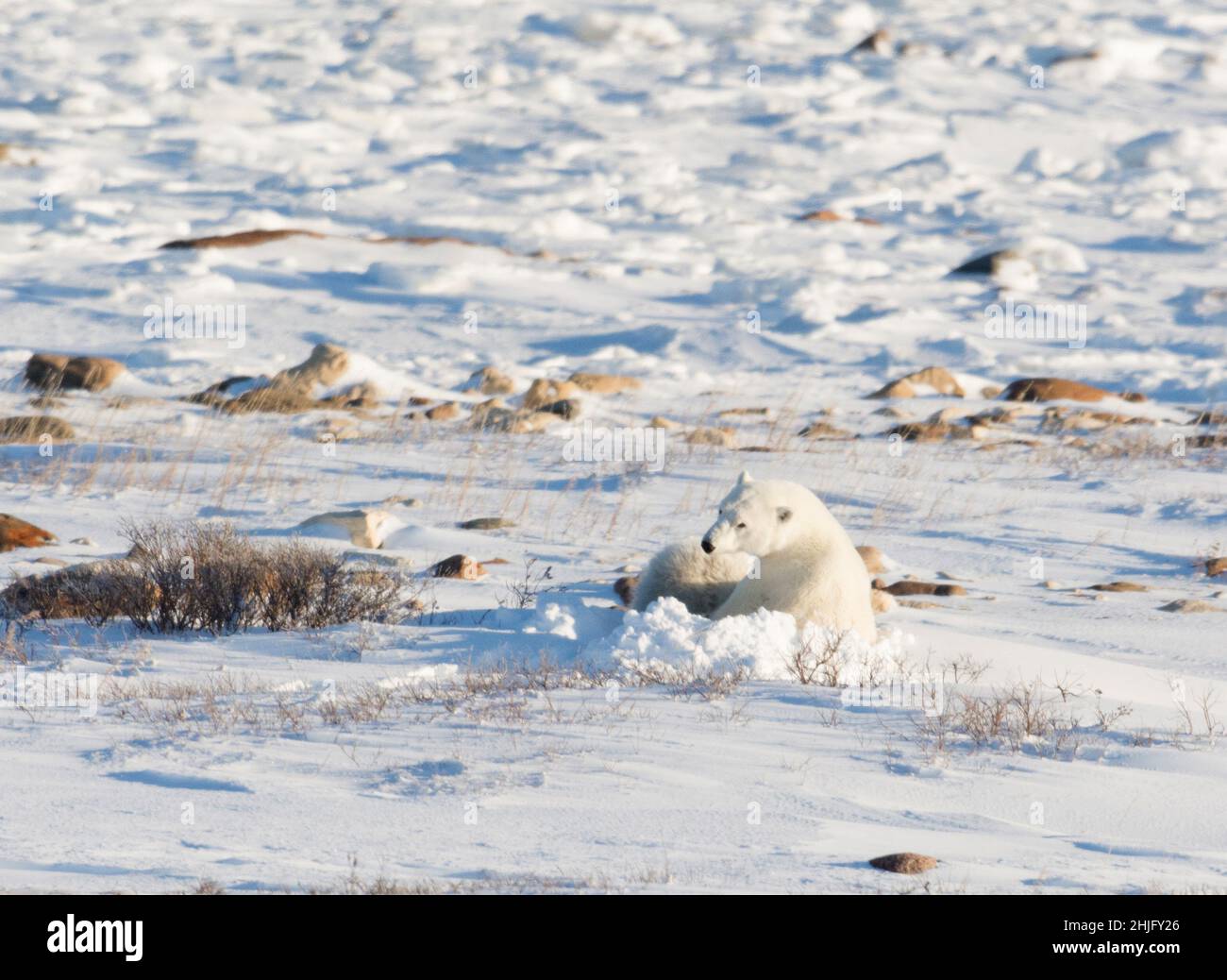 Female polar bear bedded down and nursing a cub along the shore of the ... Female polar bear bedded down and nursing a cub along the shore of the ...