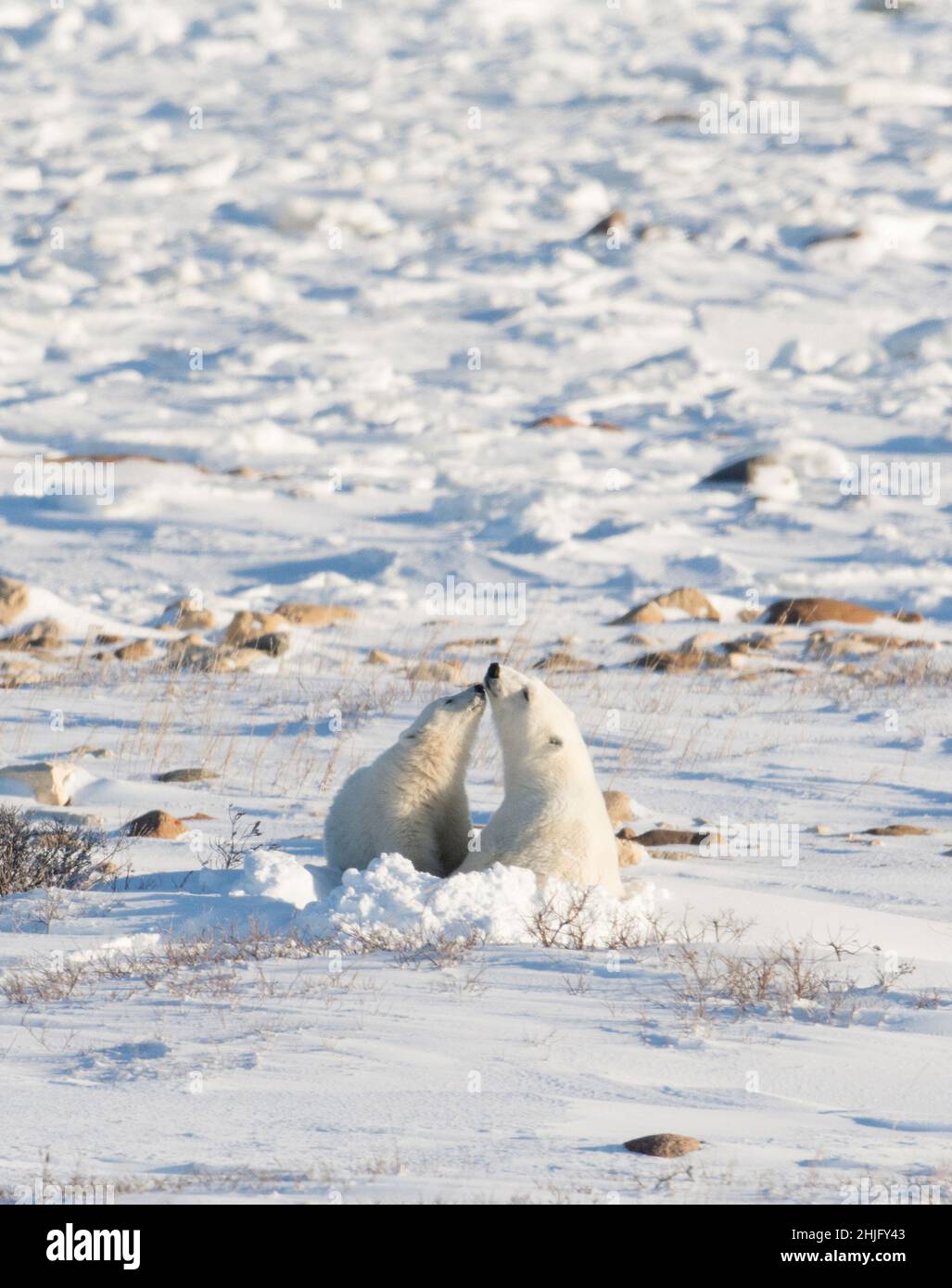 Female polar bear bedded down and nursing a cub along the shore of the ... Female polar bear bedded down and nursing a cub along the shore of the ...
