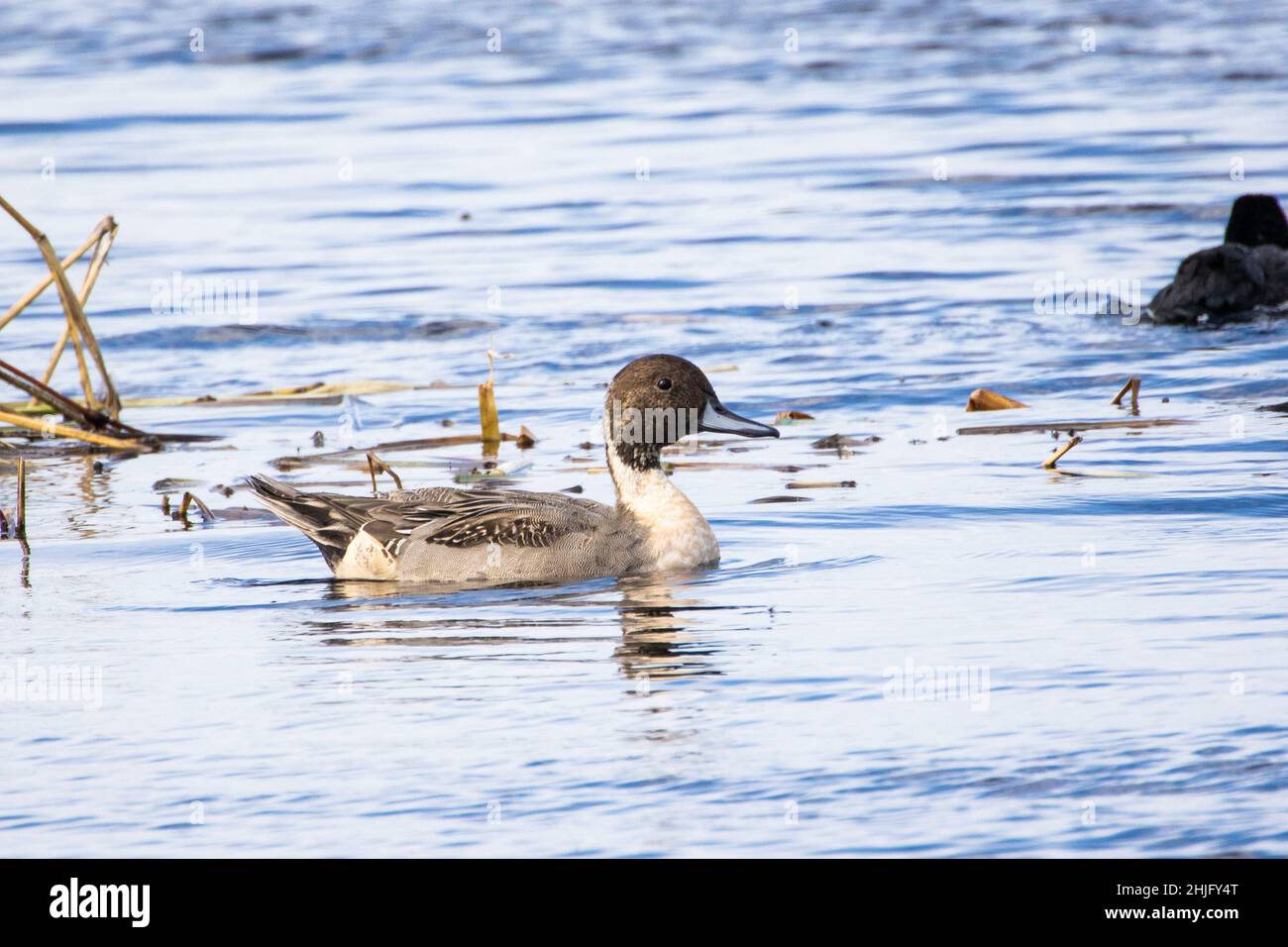 Montezuma Wildlife Refuge Duck Hunting at Alden Johnson blog