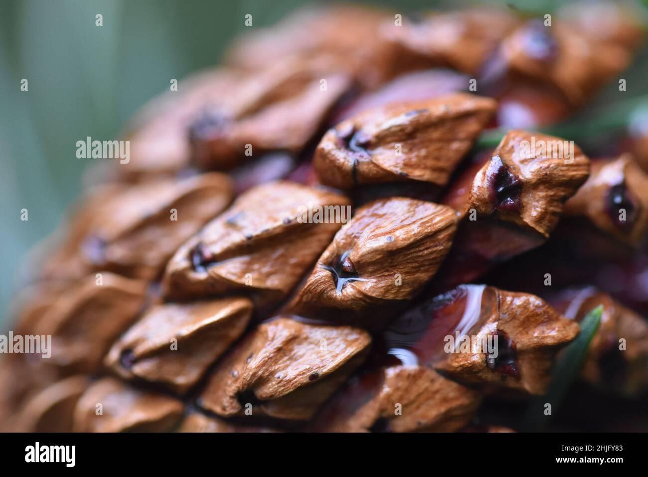 Pine cone detailed texture Stock Photo - Alamy