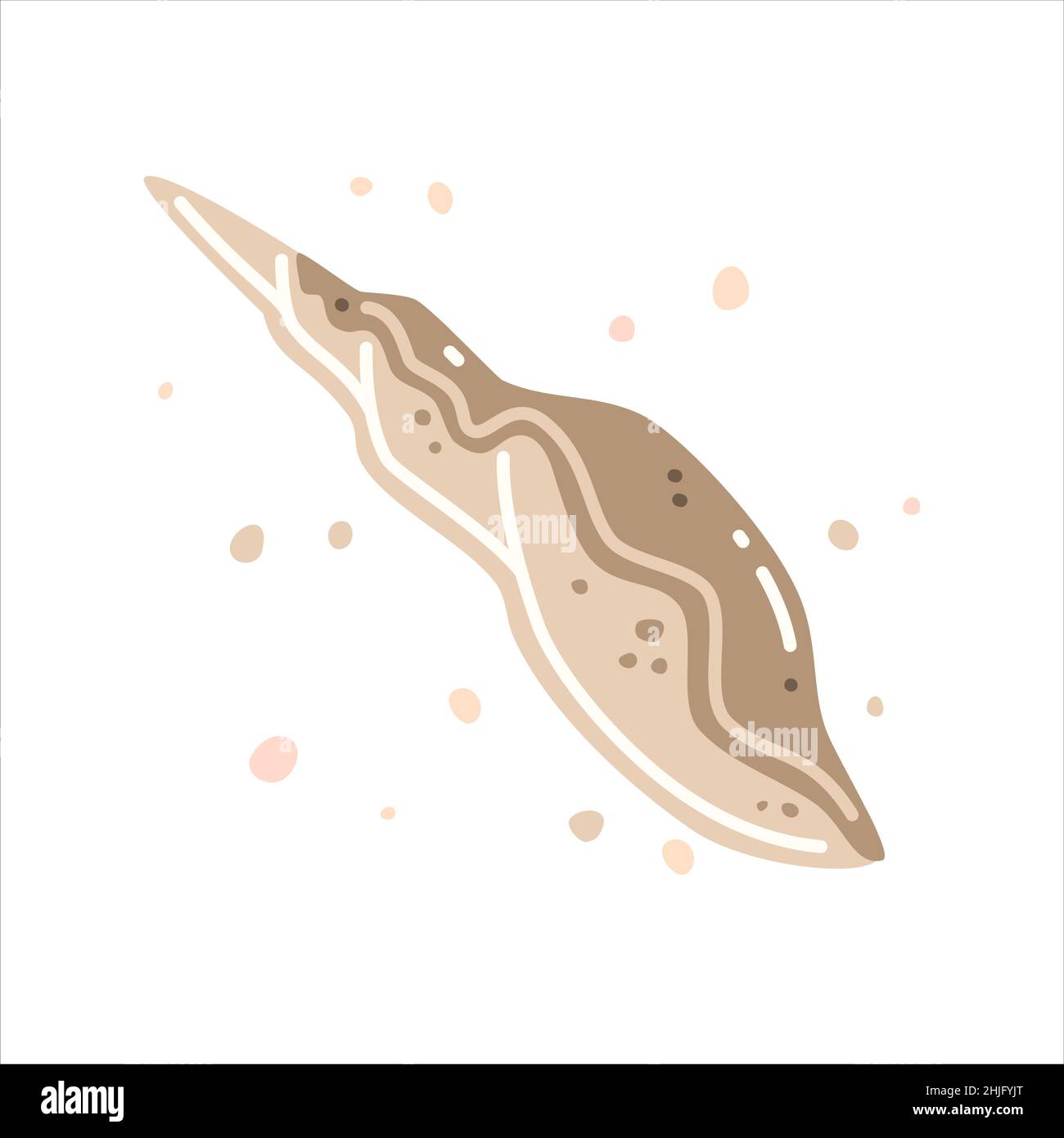 Mitre shell Stock Vector Images - Alamy