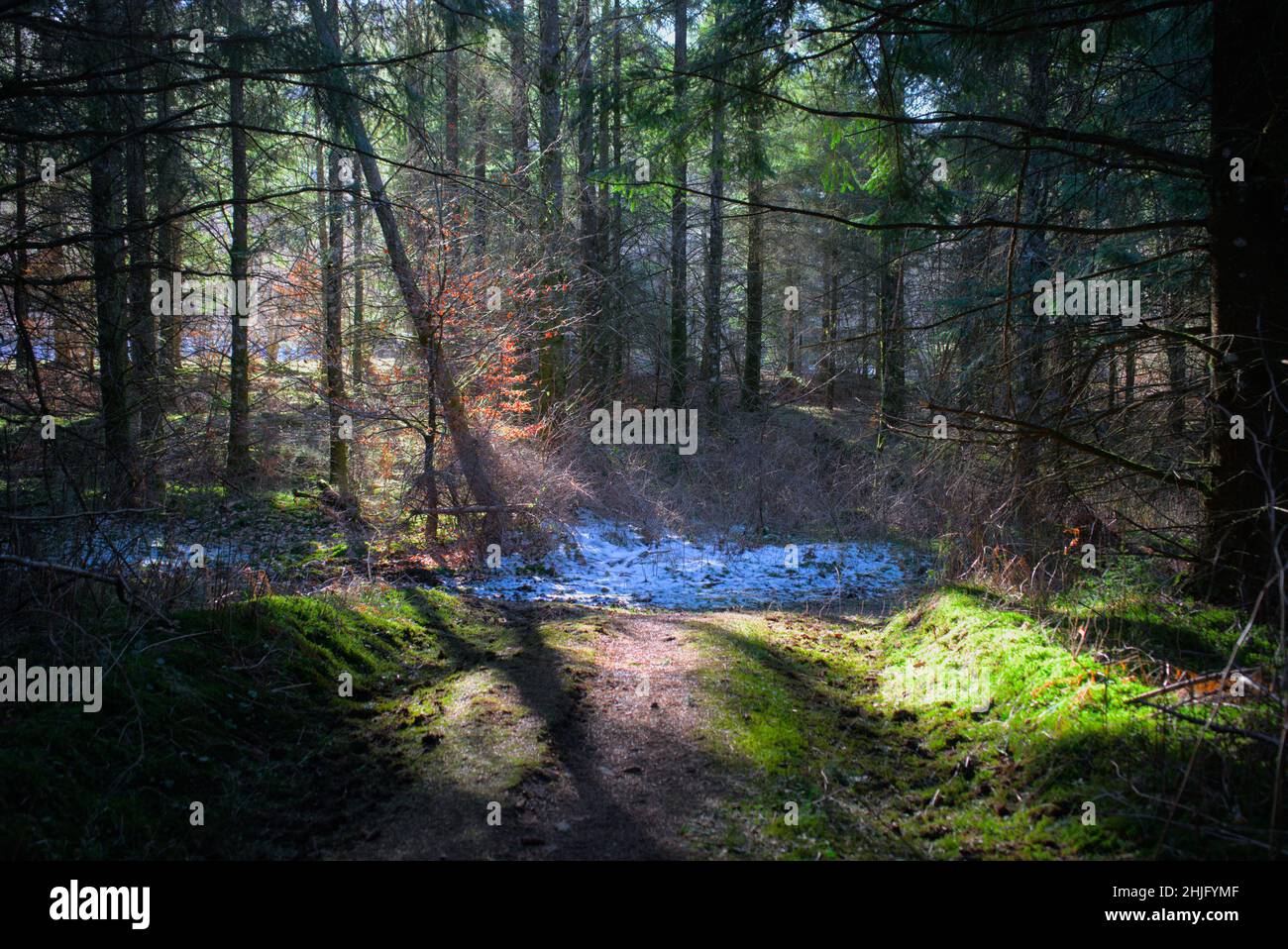 Auvergne wild forest, walking path and rays of sunshine Stock Photo - Alamy