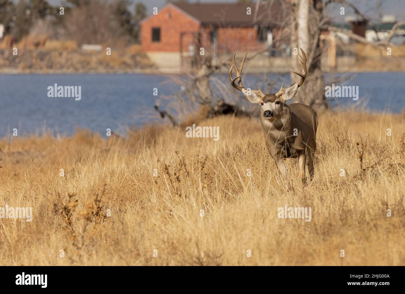 Mule Deer Buck in Autumn in Colorado Stock Photo - Alamy