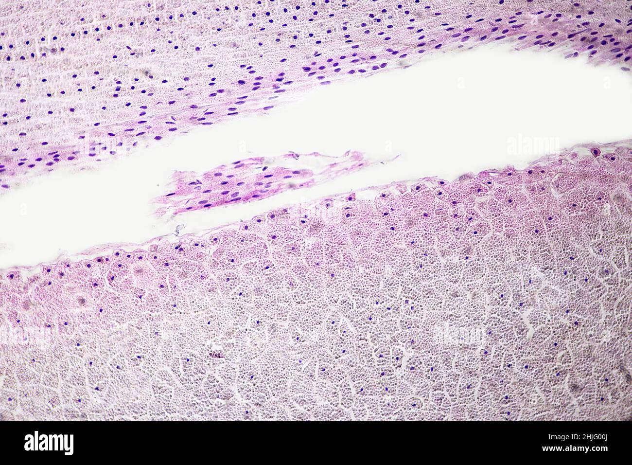 longitudinal section of a seed as viewed through a light microscope ...