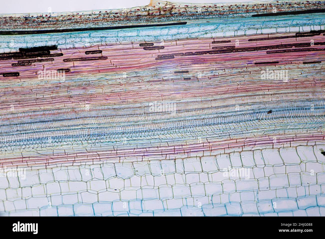 Tilia (plant) young stem as viewed through a light microscope Stock ...