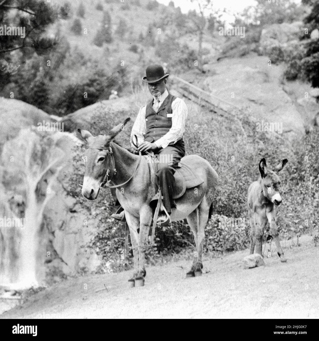 Man in a bowler hat riding a donkey with young, three day old, donkey ...