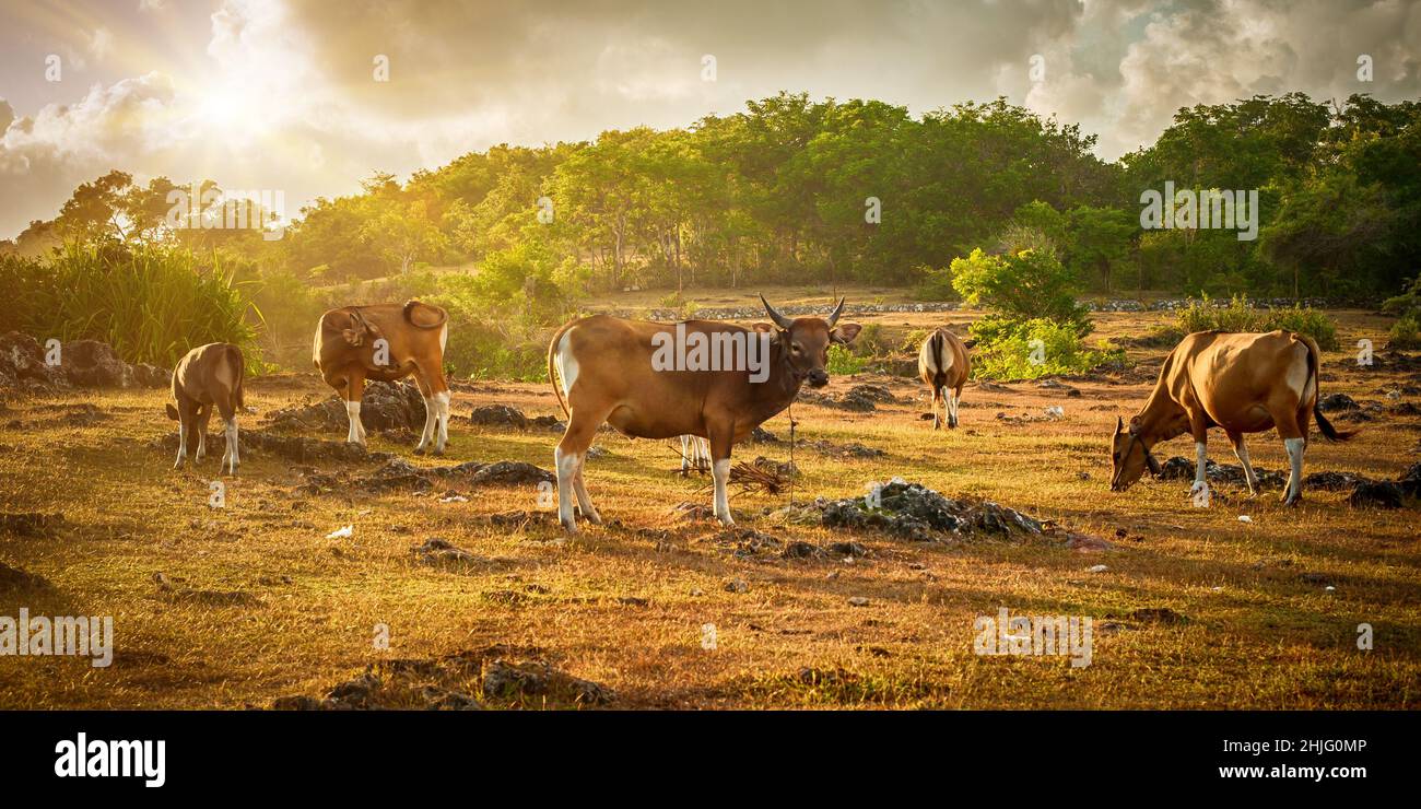 Asian red cows on the green exotic fields. Bali, Indonesia Stock Photo ...