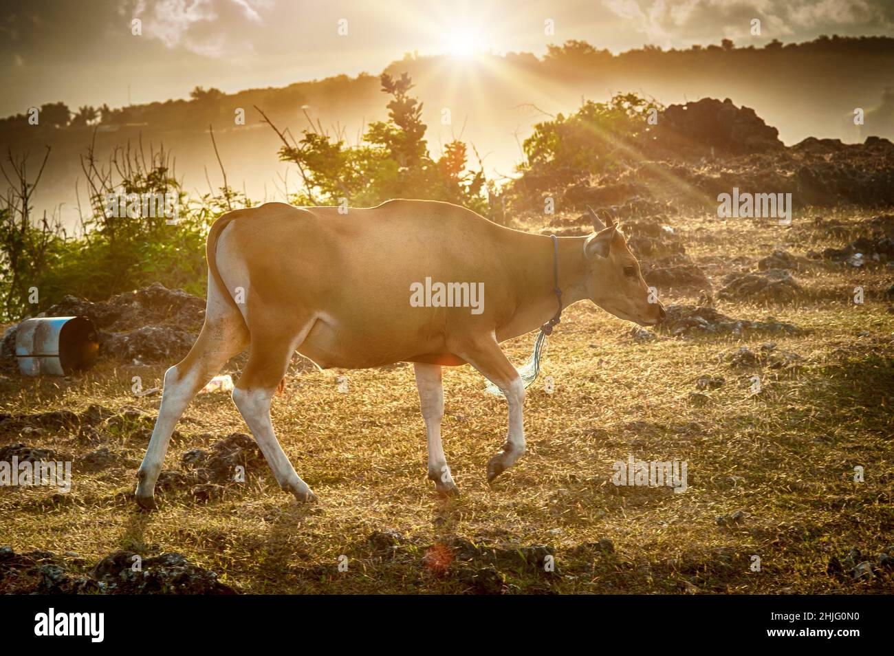 Summer brown hills bali hi-res stock photography and images - Alamy