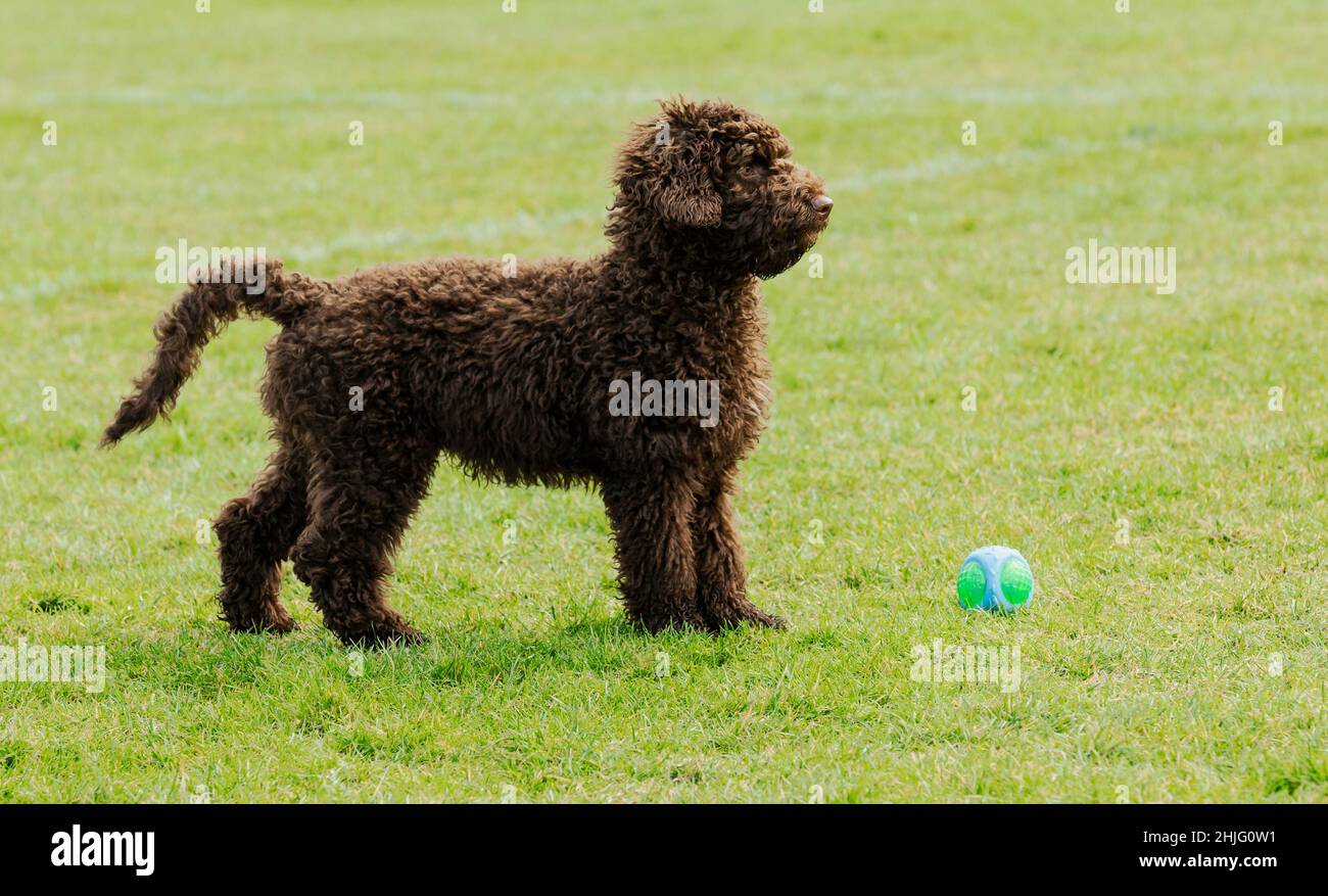 chocolate coloured poodle puppy dog playing in the park among the green ...