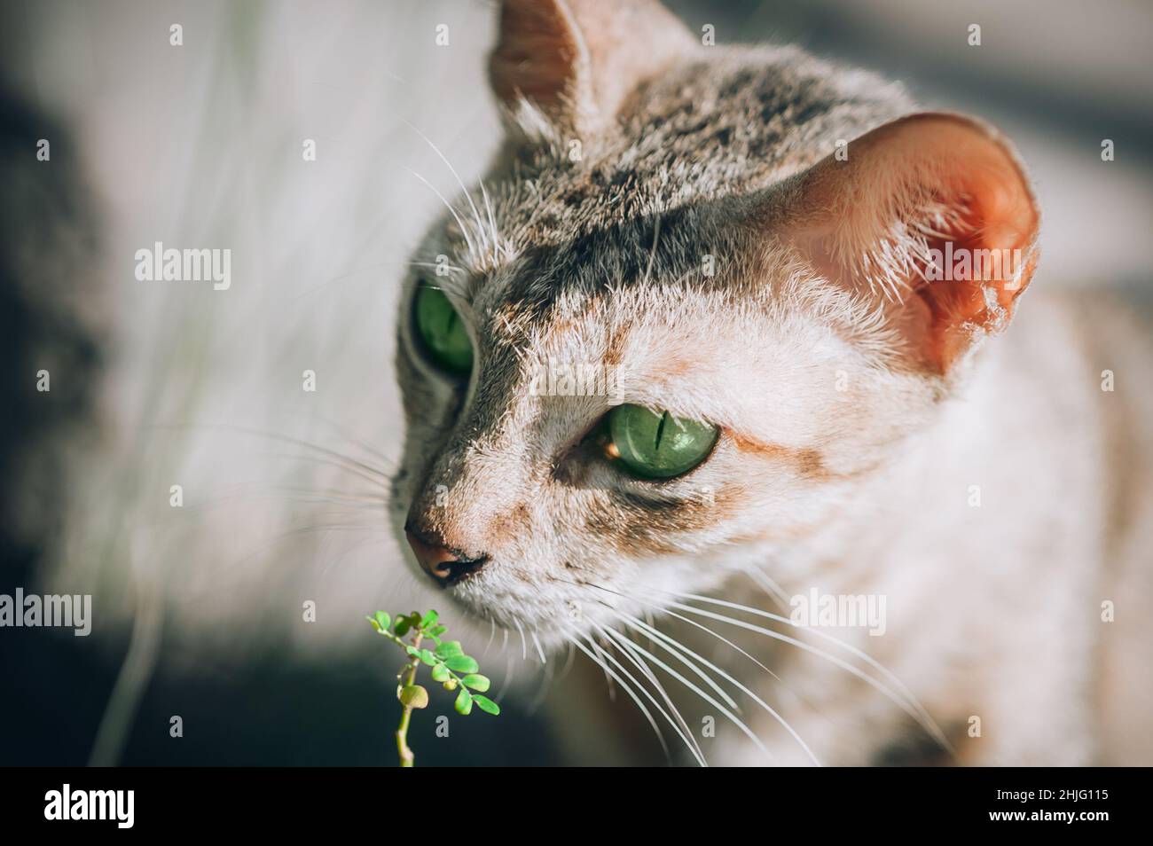 White cat smelling flower hi-res stock photography and images - Alamy