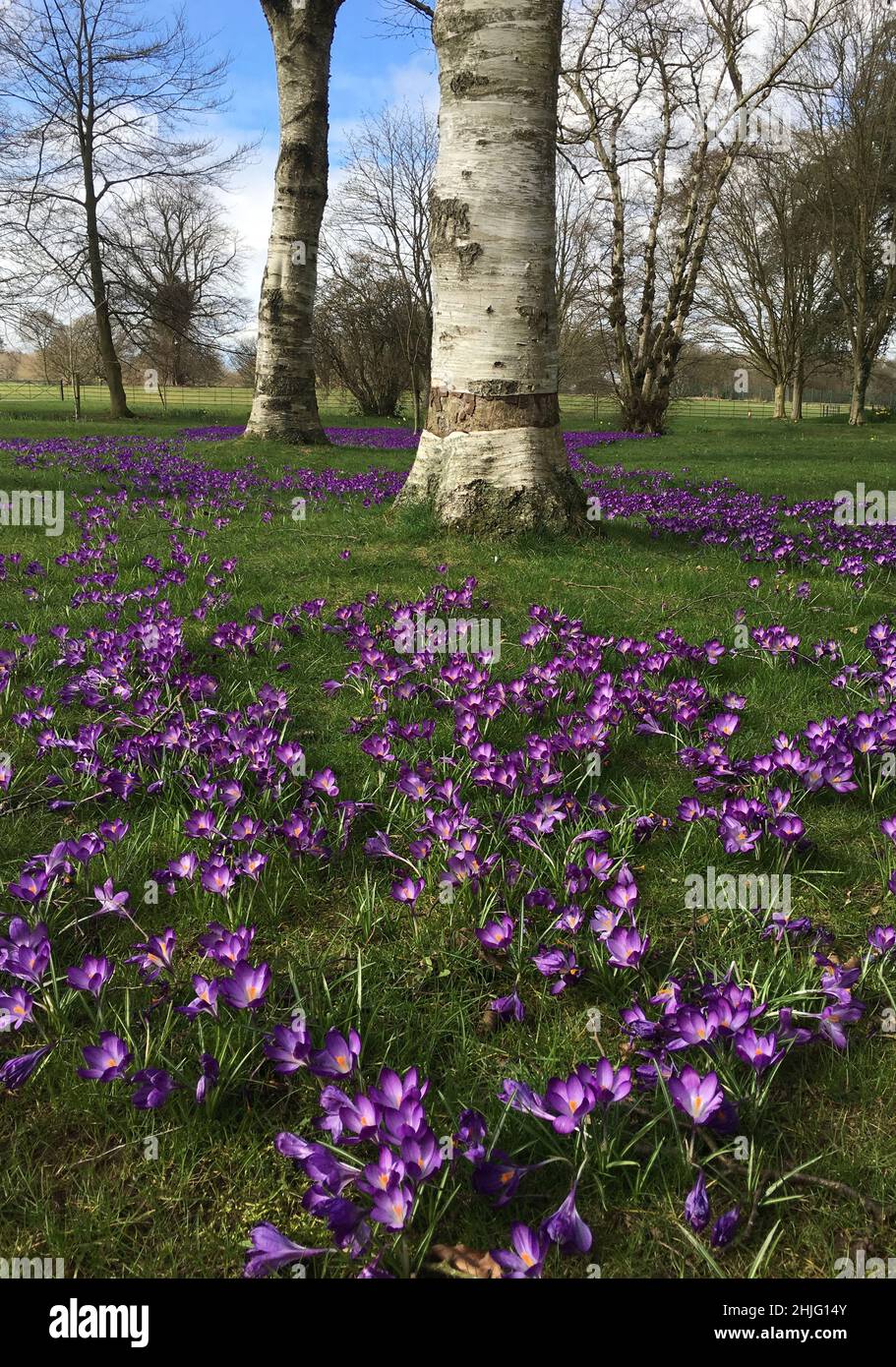 purple crocus flowers growing at the base of a silver birch tree Stock ...