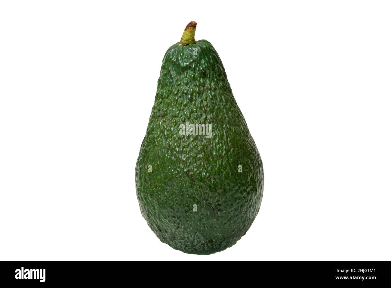 Image of a large avocado fruit on a white background Stock Photo - Alamy
