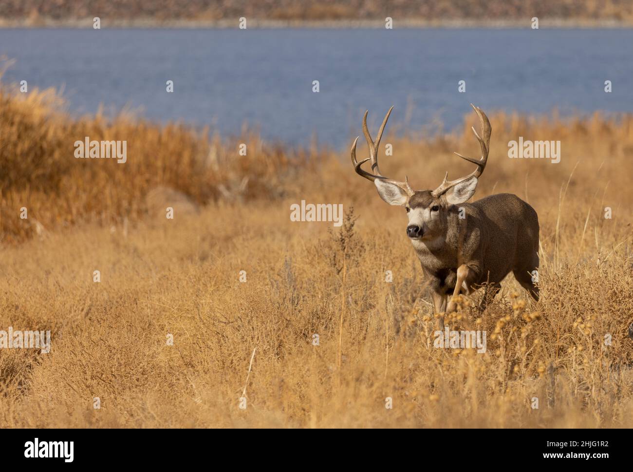 Mule Deer Buck in Autumn in Colorado Stock Photo - Alamy