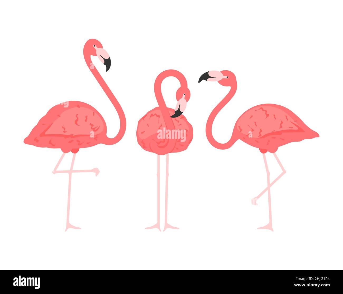 Exotic pink flamingos birds. Flamingo with pink rose feathers stand on ...