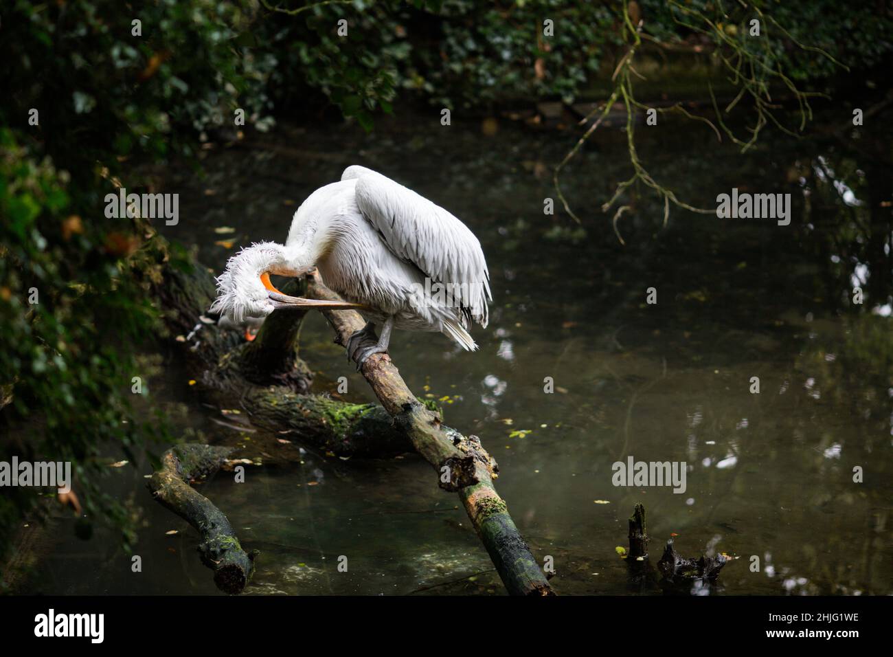 White pelican birds cleaning hi-res stock photography and images - Alamy