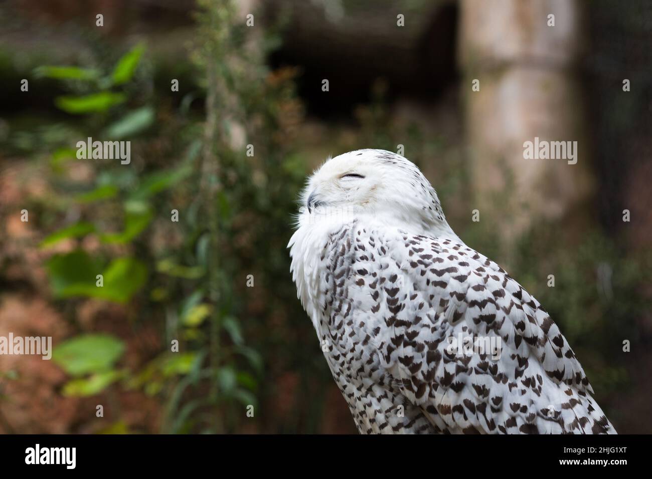 Wizard owl hi-res stock photography and images - Alamy