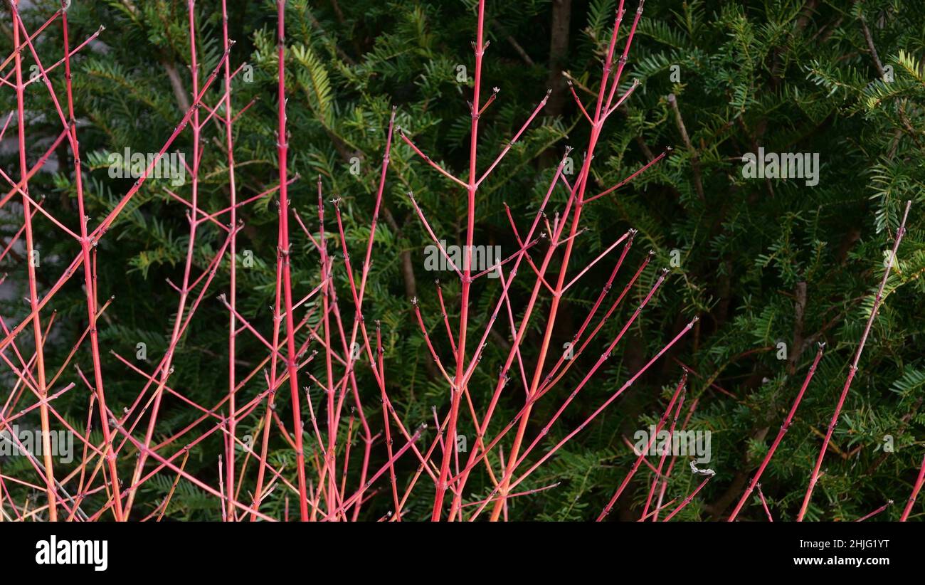 Architectural cornus shrub with red and orange stems without foliage in ...