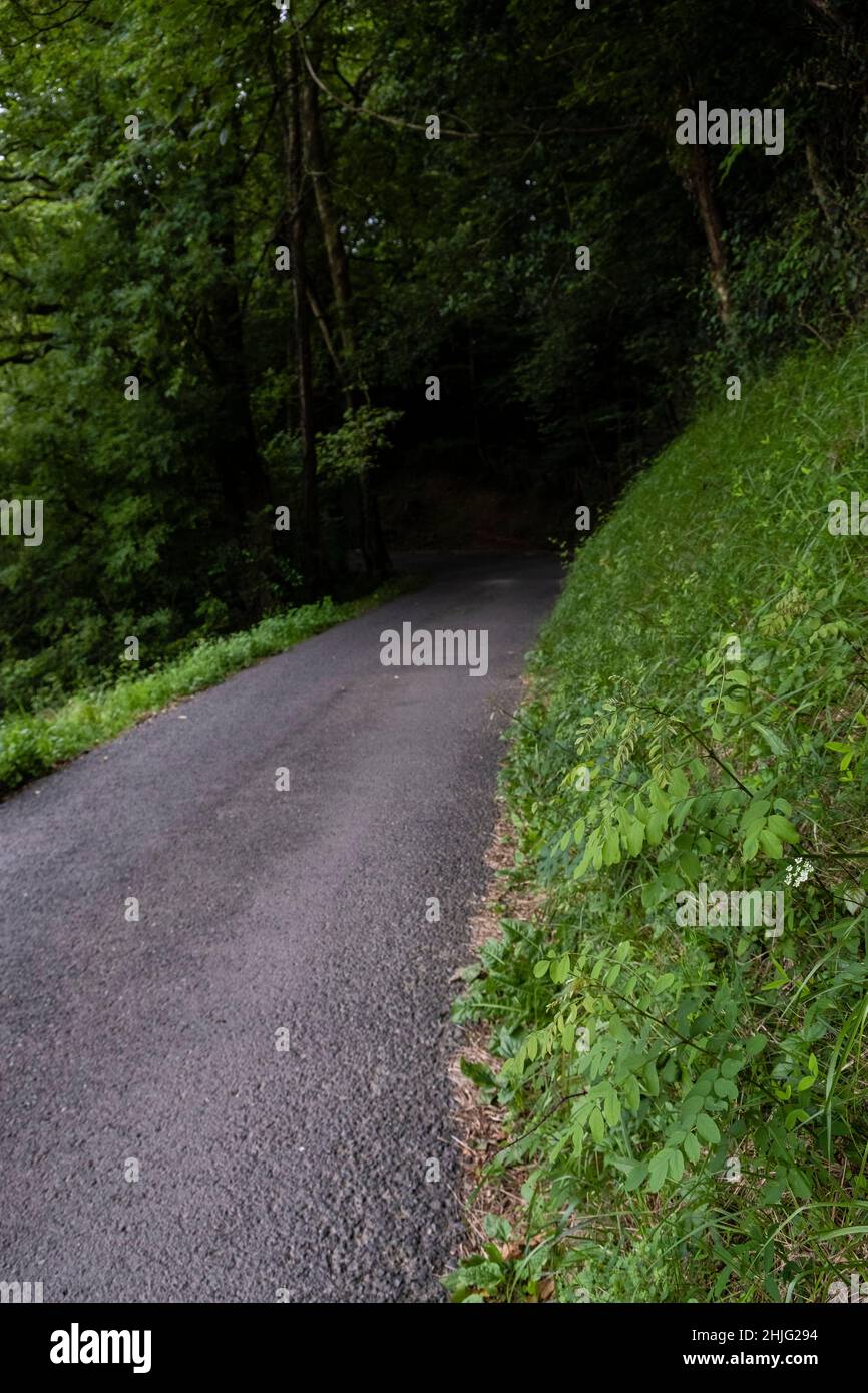 rural road through the forest, Basque Country, Andoain, Spain Stock ...