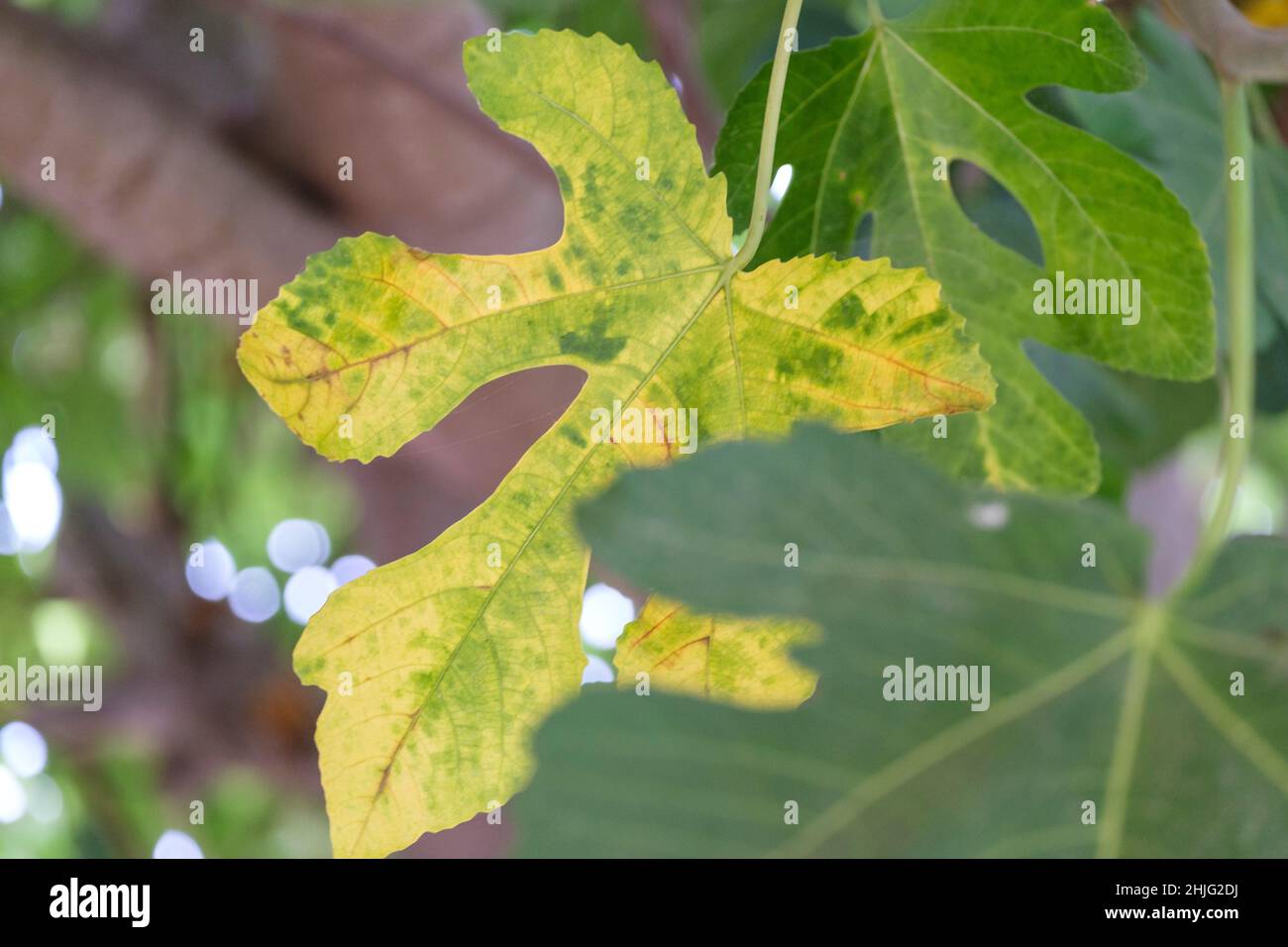 fig leaves in autumn, Mallorca, Balearic Islands, Spain Stock Photo - Alamy