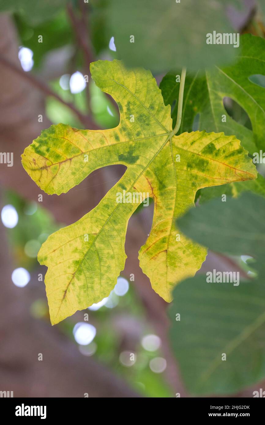 Fig tree dry leaves hi-res stock photography and images - Alamy