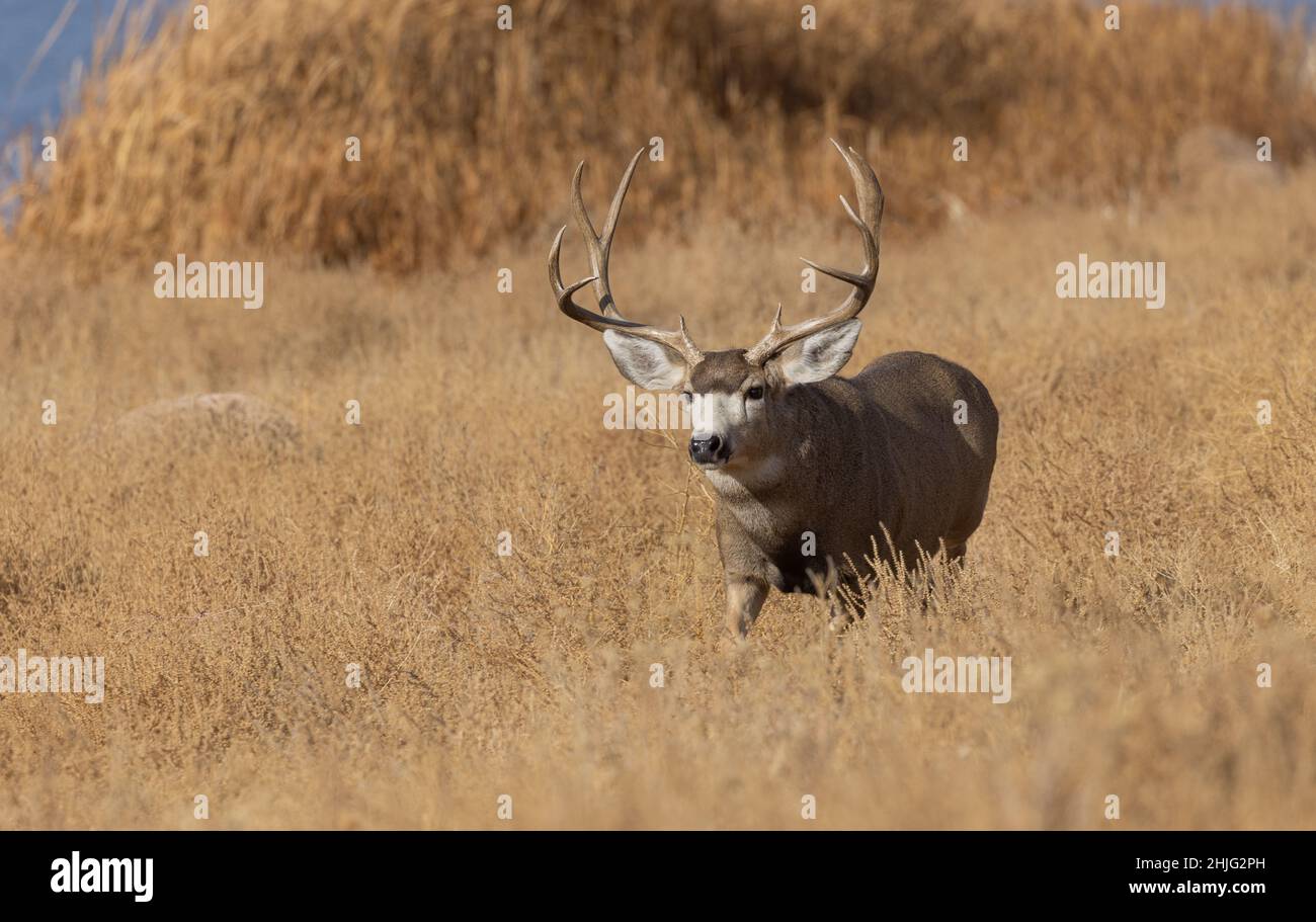 Mule Deer Buck in Autumn in Colorado Stock Photo - Alamy