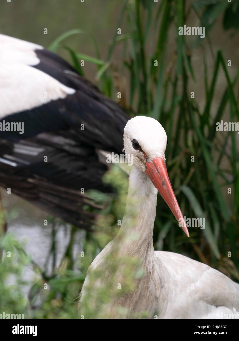 Portrait of a graceful white stork in the zoo Stock Photo - Alamy