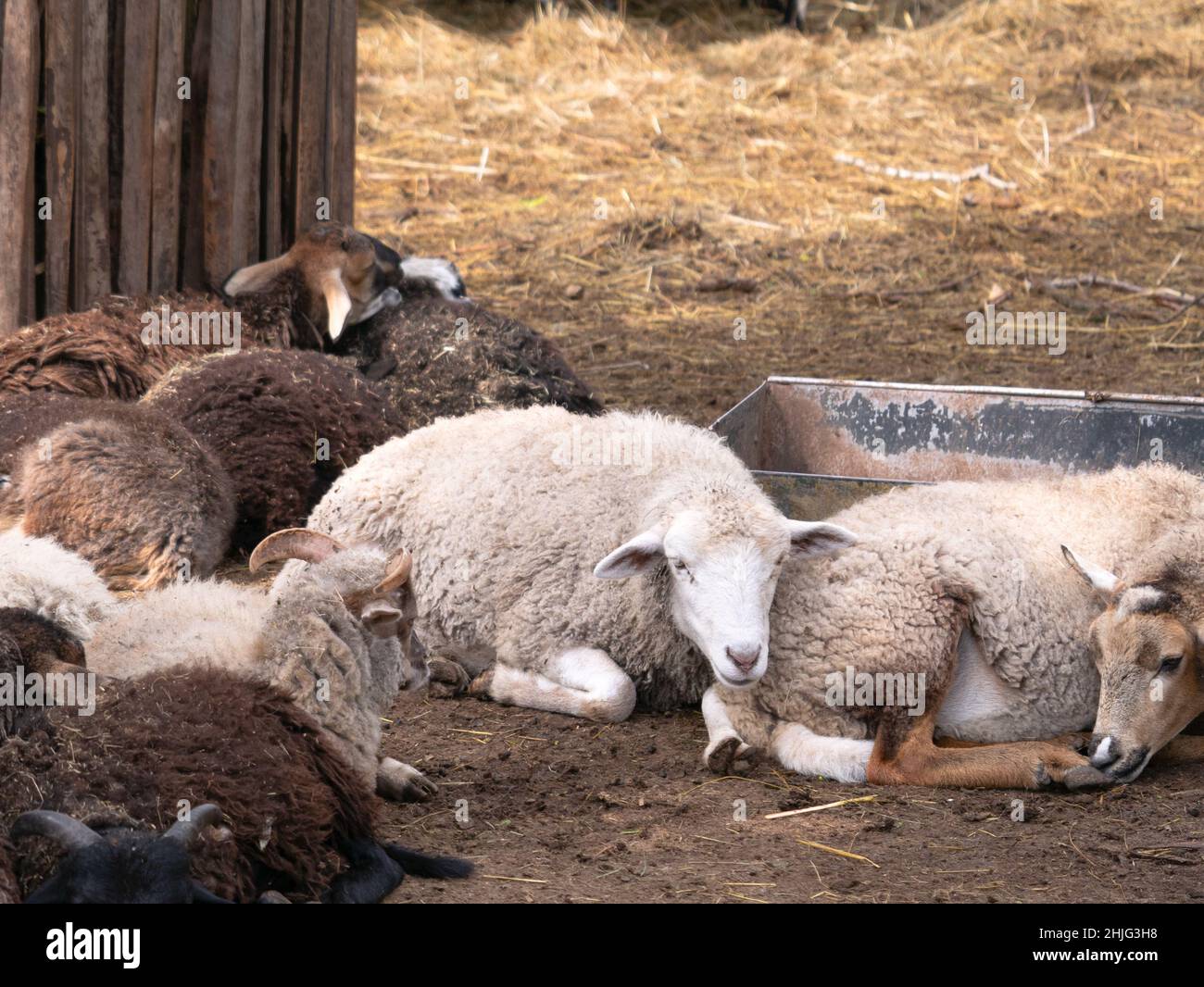 Group of cute sheep resting on the farmland Stock Photo - Alamy