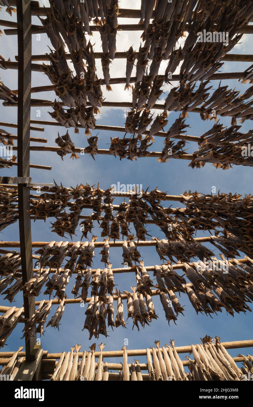 Fish hanging from a tree hi-res stock photography and images - Alamy