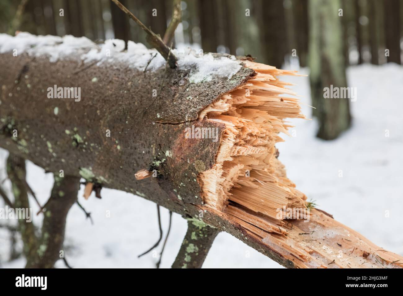 Closeup of a broken tree bark Stock Photo - Alamy