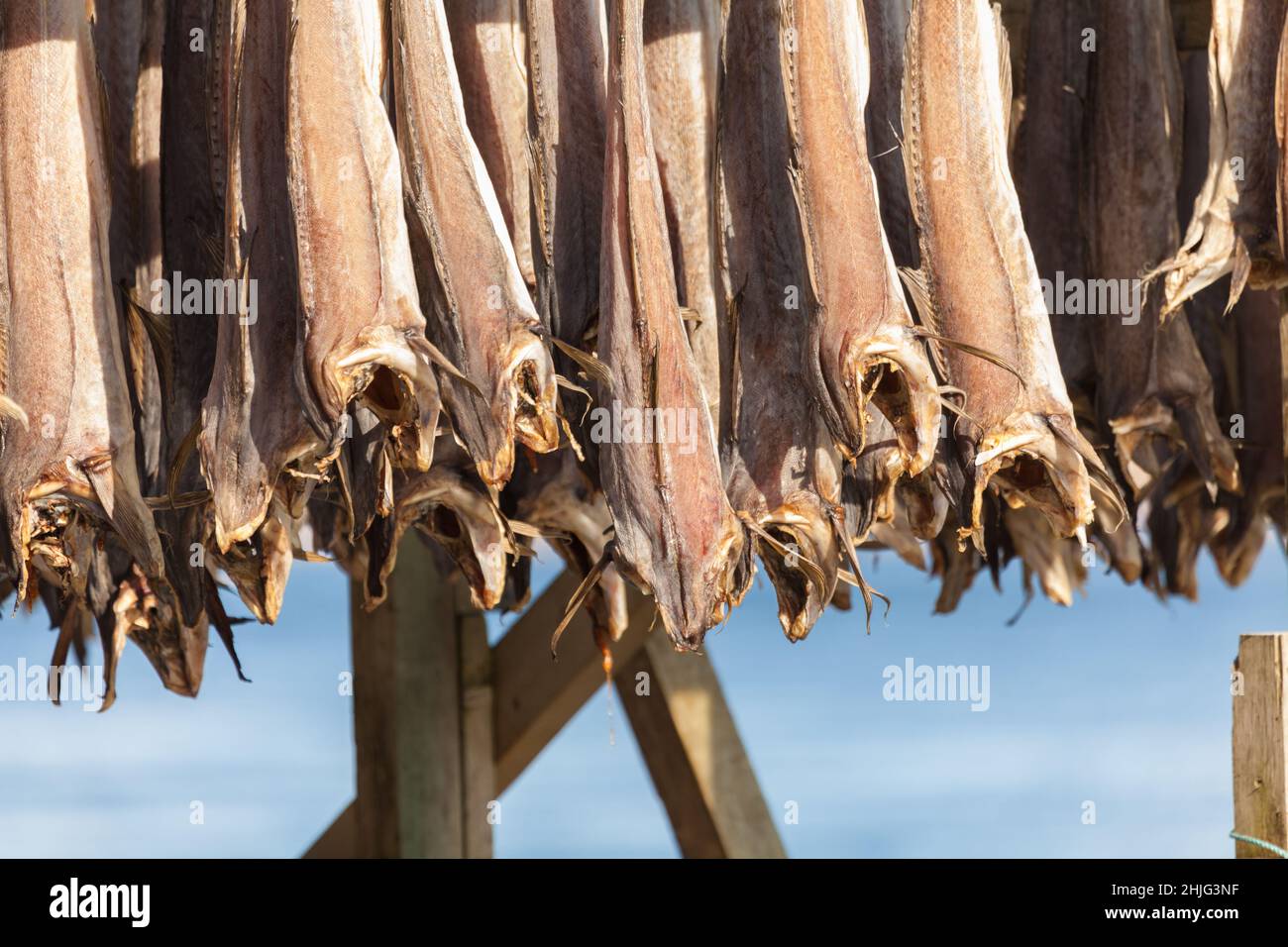 Closeup of a dry fish hanging from a tree bark Stock Photo - Alamy