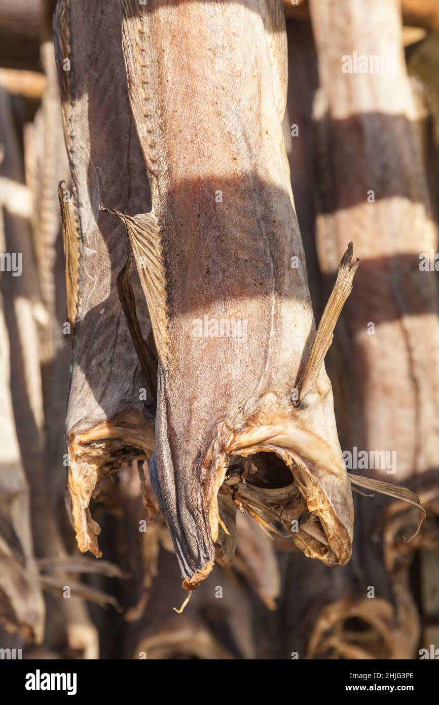 Closeup of a dry fish hanging from a tree bark Stock Photo - Alamy
