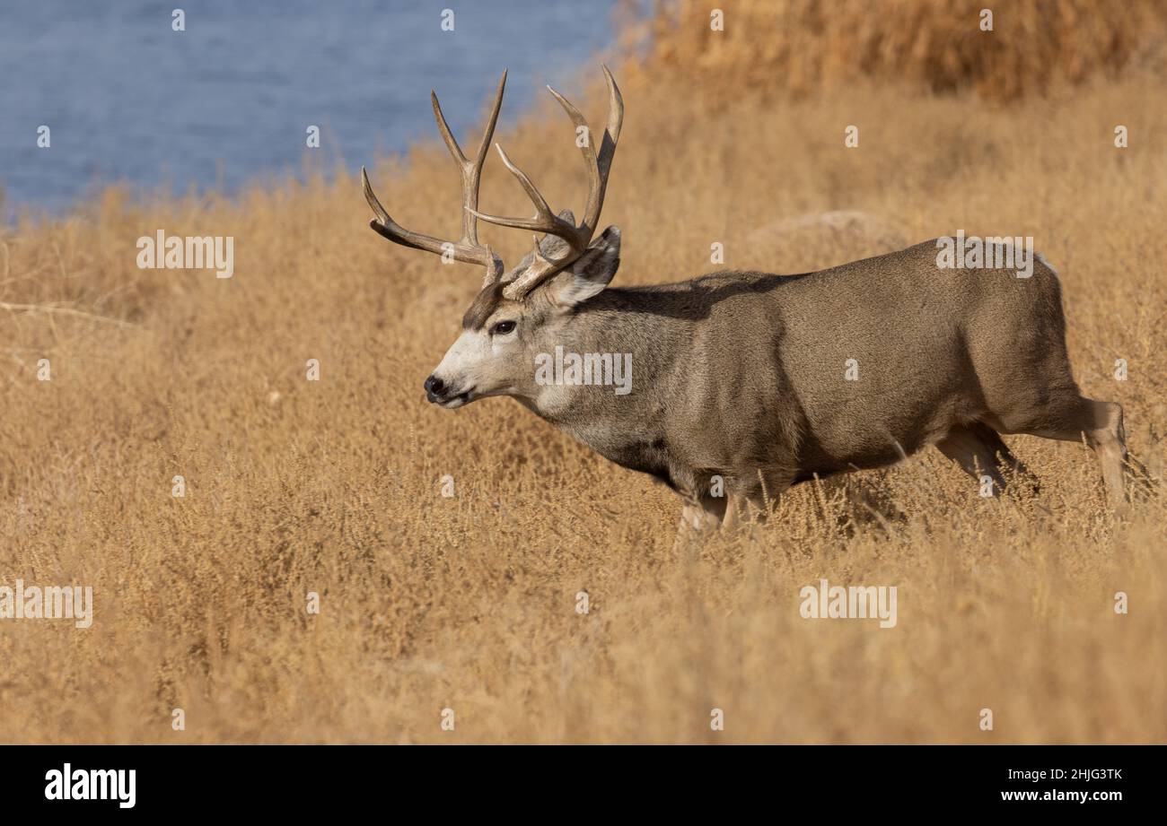 Mule Deer Buck in Autumn in Colorado Stock Photo - Alamy